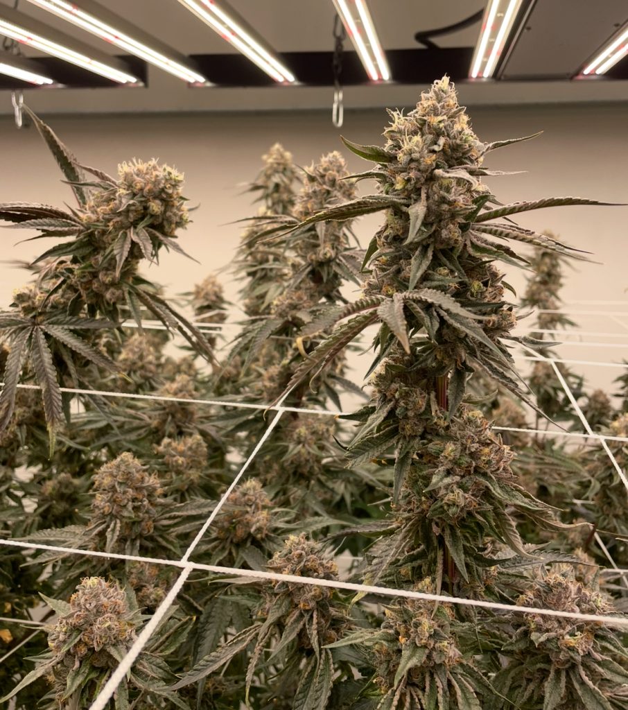 Blue Runtz Strain – Sweet Indica Hybrid for Relaxation - Clone2U