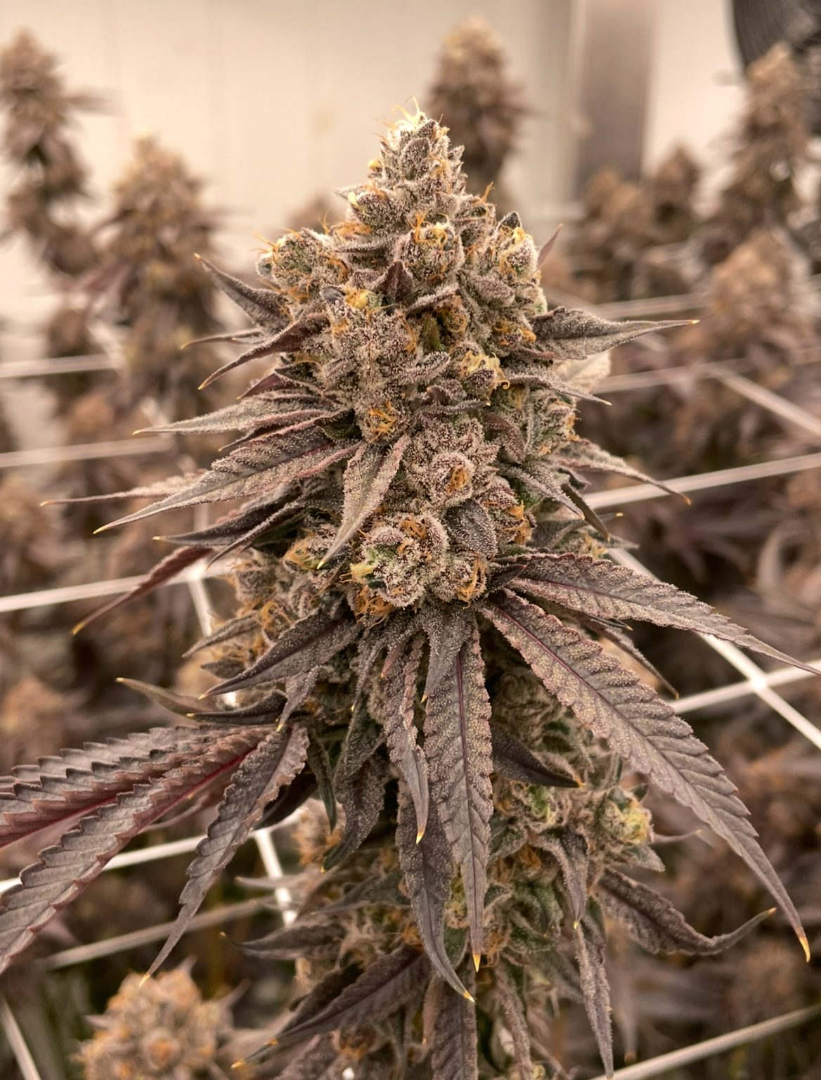 Blue Runtz Strain – Sweet Indica Hybrid for Relaxation - Clone2U