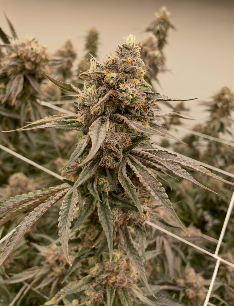 Blue Runtz Strain – Sweet Indica Hybrid for Relaxation - Clone2U